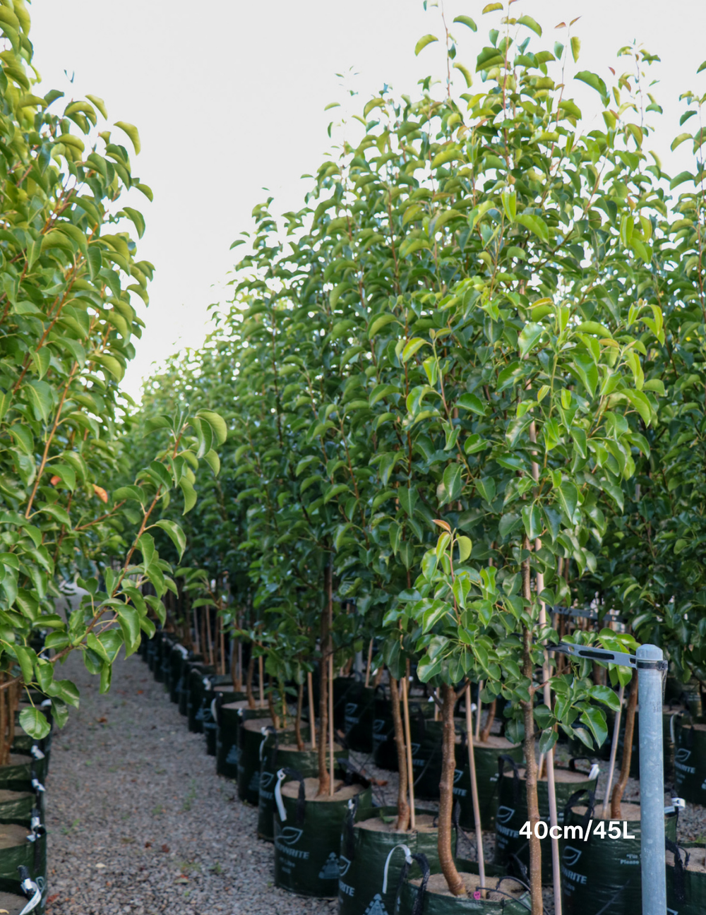 Pyrus calleryana ‘Capital’ – Narrow Ornamental Pear Tree for Streets ...