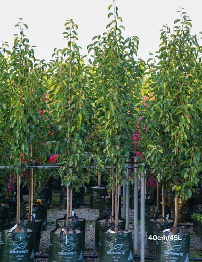 Pyrus calleryana ‘Capital’ – Narrow Ornamental Pear Tree for Streets ...