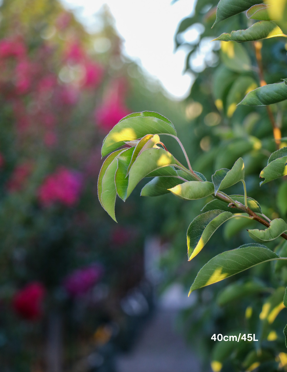 Pyrus calleryana ‘Capital’ – Narrow Ornamental Pear Tree for Streets ...