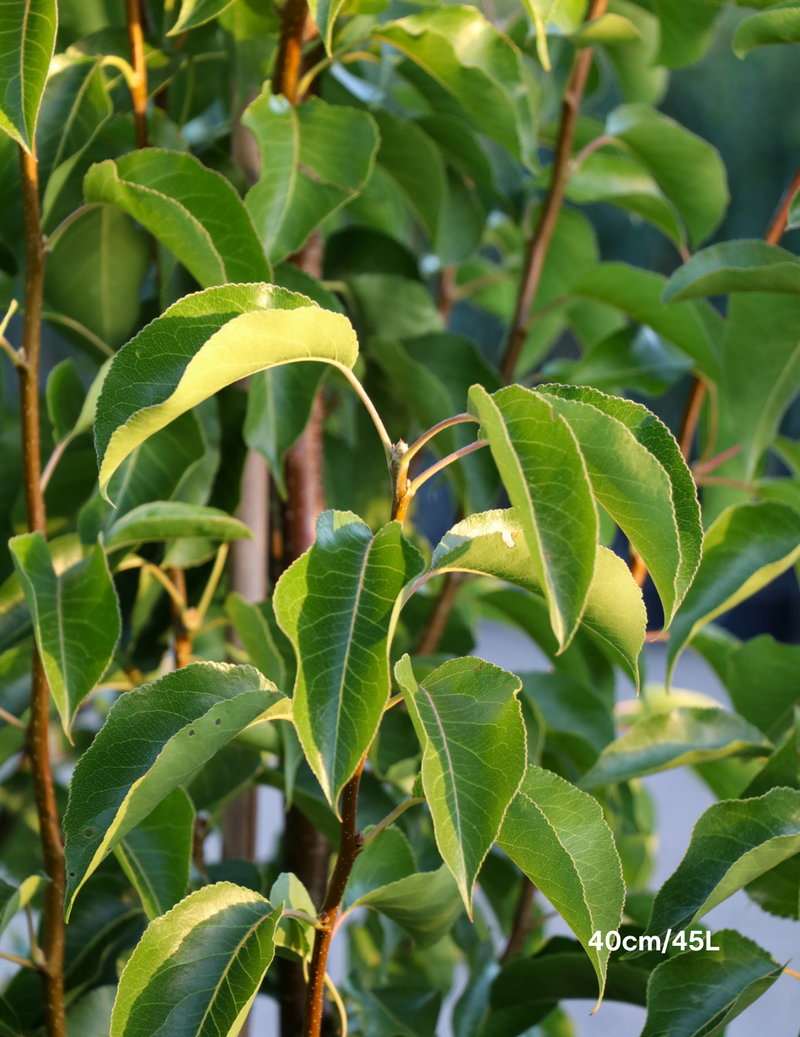 Pyrus calleryana ‘Capital’ – Narrow Ornamental Pear Tree for Streets ...