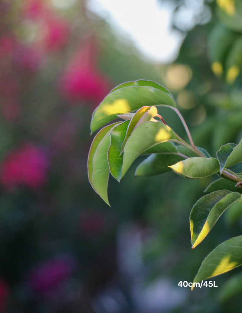 Pyrus calleryana ‘Capital’ – Narrow Ornamental Pear Tree for Streets ...