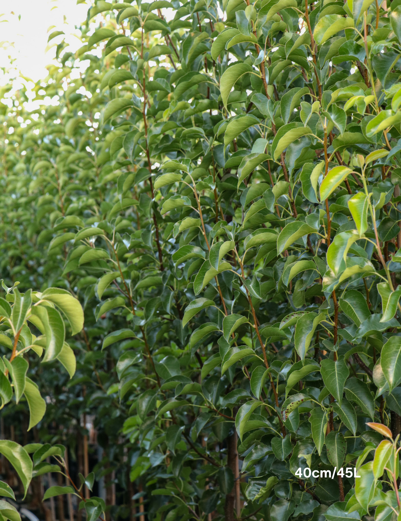 Pyrus calleryana ‘Capital’ – Narrow Ornamental Pear Tree for Streets ...