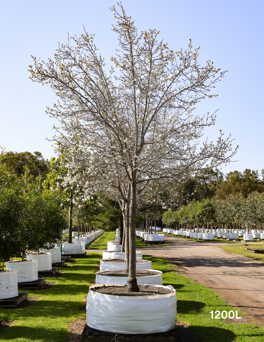 Pyrus calleryana Chanticleer - Evergreen Trees Direct