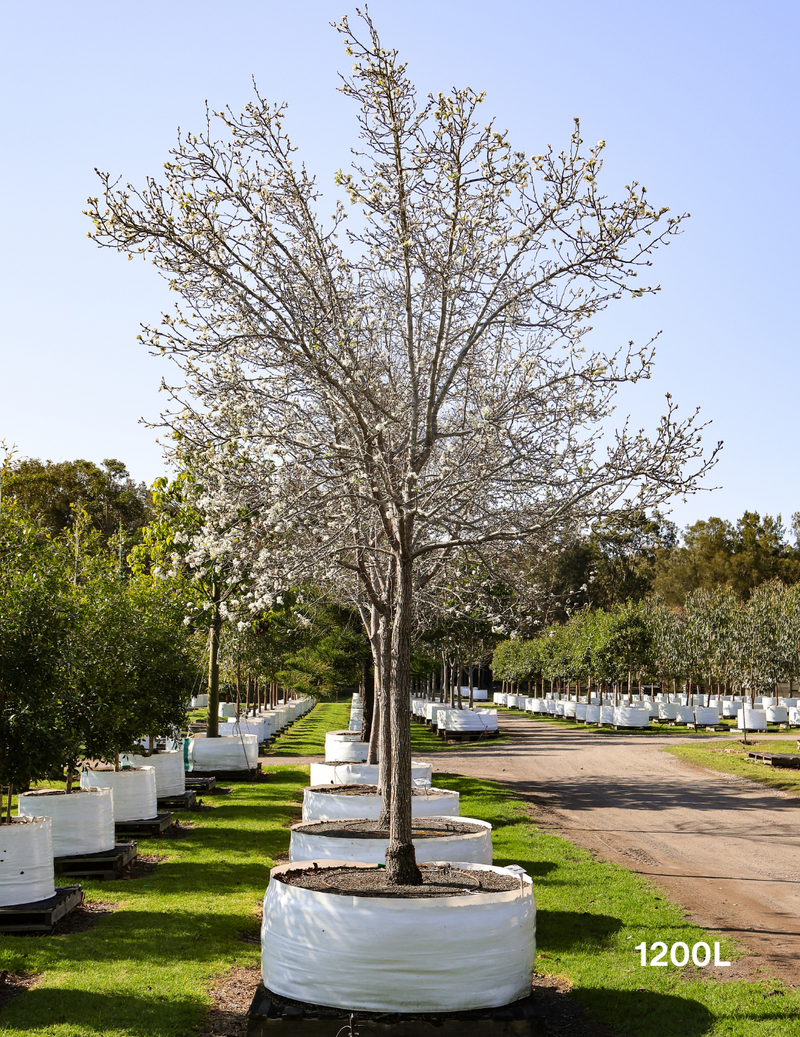 Pyrus calleryana Chanticleer - Evergreen Trees Direct