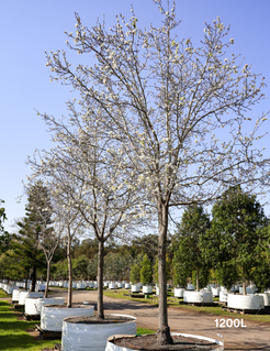 Pyrus calleryana Chanticleer - Evergreen Trees Direct