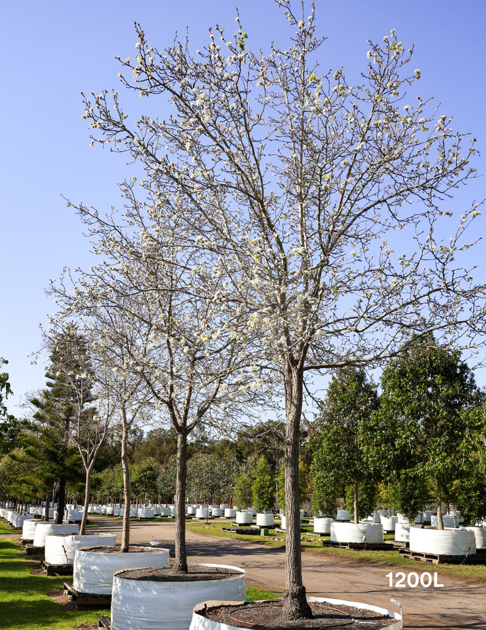 Pyrus calleryana Chanticleer - Evergreen Trees Direct