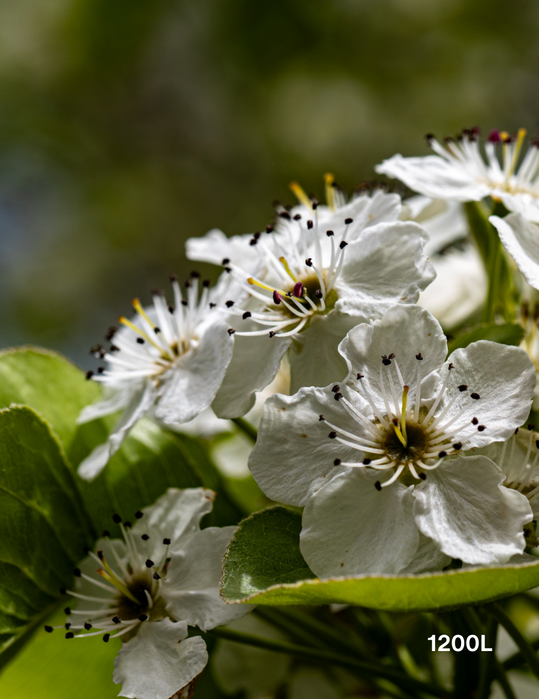 Pyrus calleryana Chanticleer - Evergreen Trees Direct