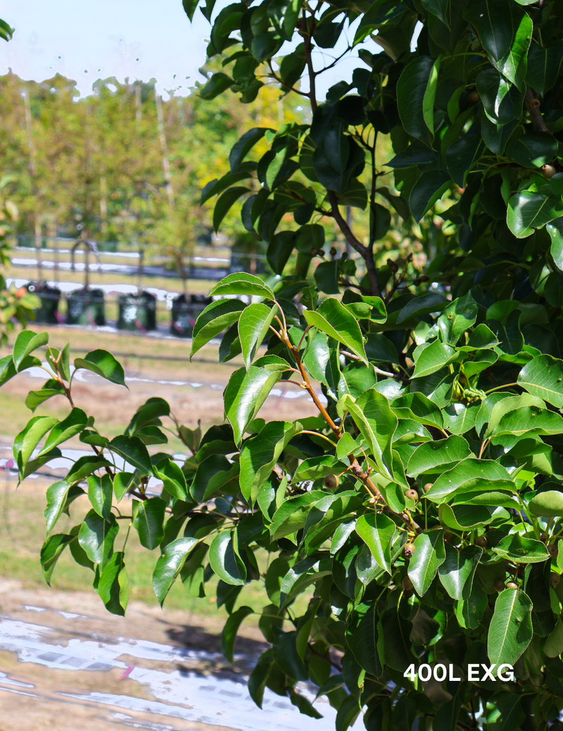 Pyrus calleryana Chanticleer - Evergreen Trees Direct
