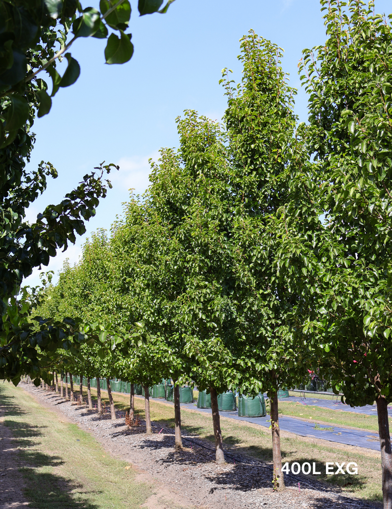 Pyrus calleryana Chanticleer - Evergreen Trees Direct