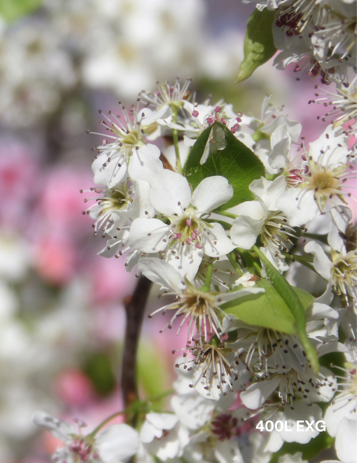 Pyrus calleryana Chanticleer - Evergreen Trees Direct