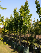 Pyrus calleryana ‘Capital’ – Narrow Ornamental Pear Tree for Streets ...