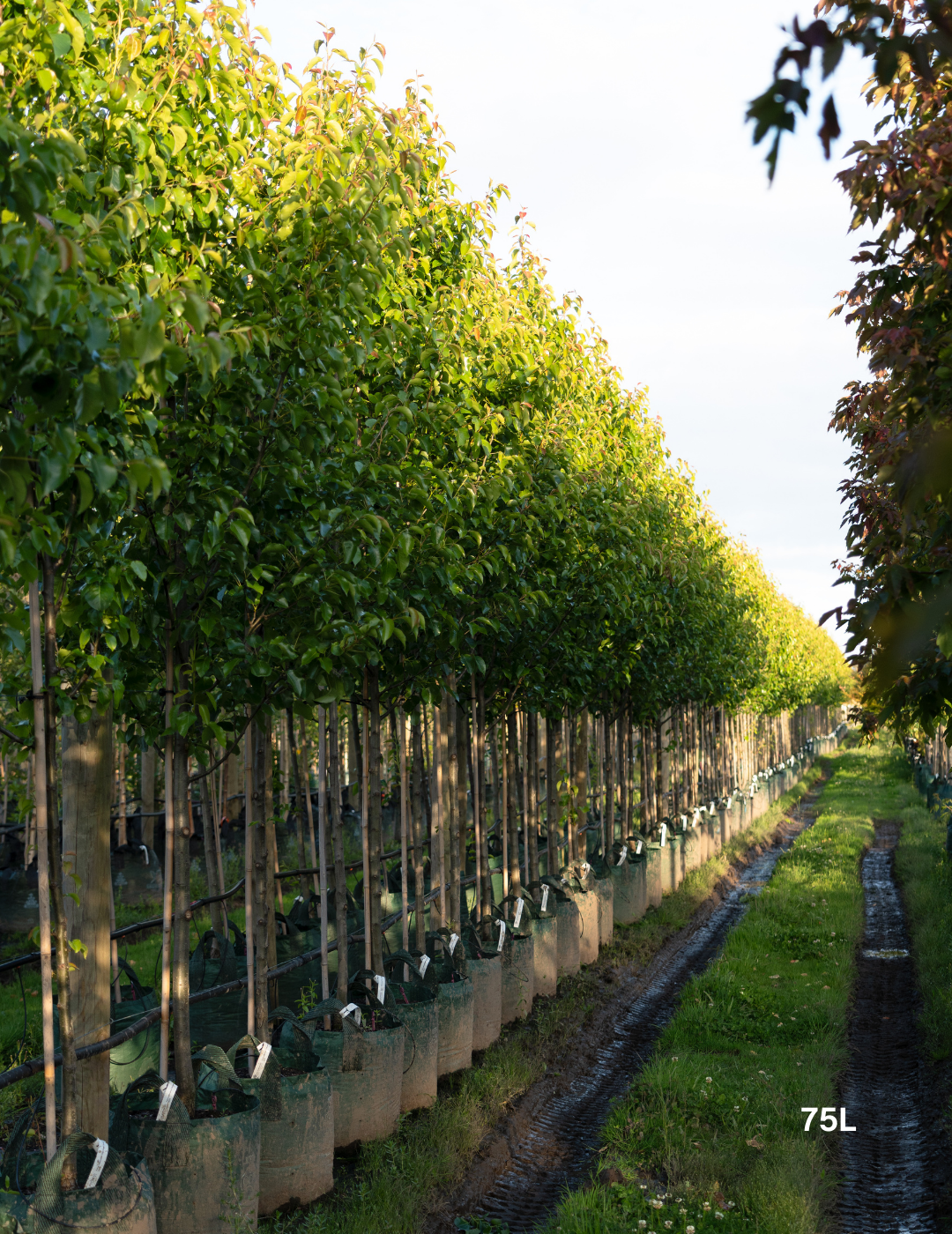 Pyrus calleryana 'Capital' - Capital Ornamental Pear | Evergreen Trees ...
