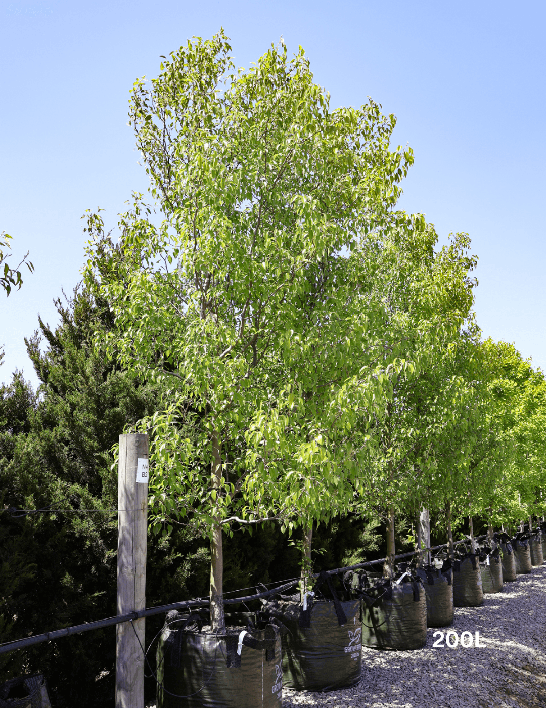 Pyrus Betulaefolia 'Southworth Dancer' - Pear Tree - Evergreen Trees Direct