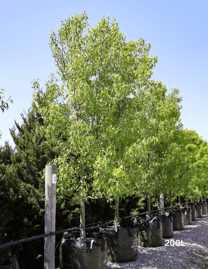 Pyrus Betulaefolia 'Southworth Dancer' - Pear Tree - Evergreen Trees Direct
