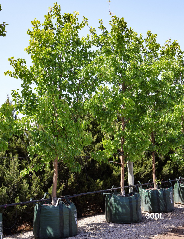 Pear Trees For Sale - Evergreen Trees Direct