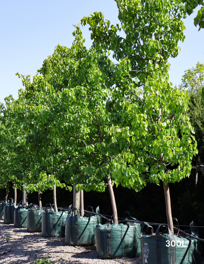 Pyrus betulaefolia x 'Edgedell' Edgewood - Ornamental Pear - Evergreen ...