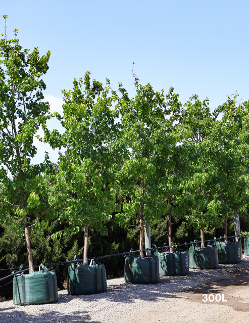 Pyrus betulaefolia x 'Edgedell' Edgewood - Ornamental Pear - Evergreen ...