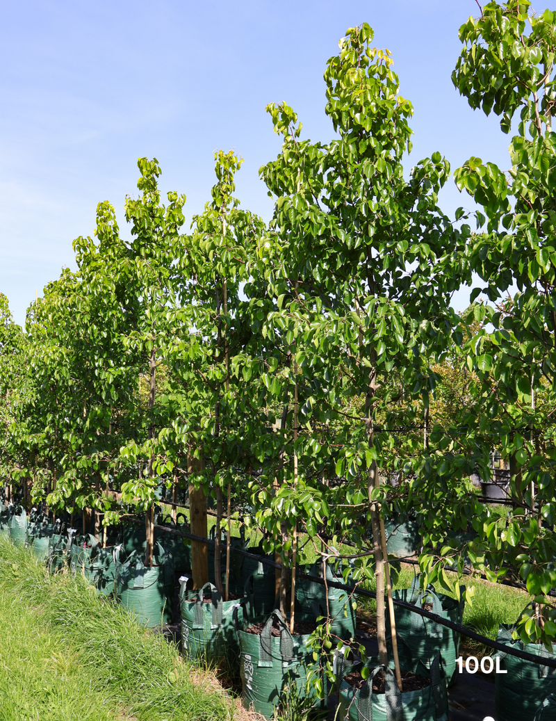 Pyrus betulaefolia x 'Edgedell' Edgewood - Ornamental Pear - Evergreen ...
