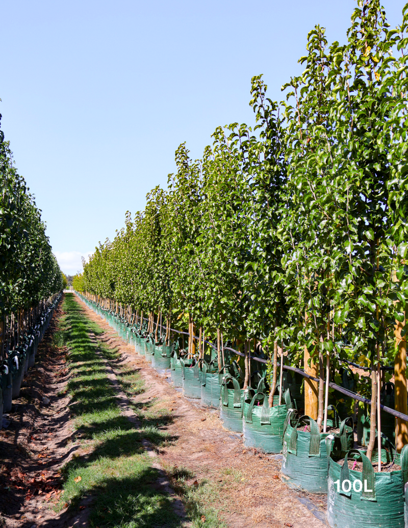 Pyrus calleryana ‘Capital’ – Narrow Ornamental Pear Tree for Streets ...