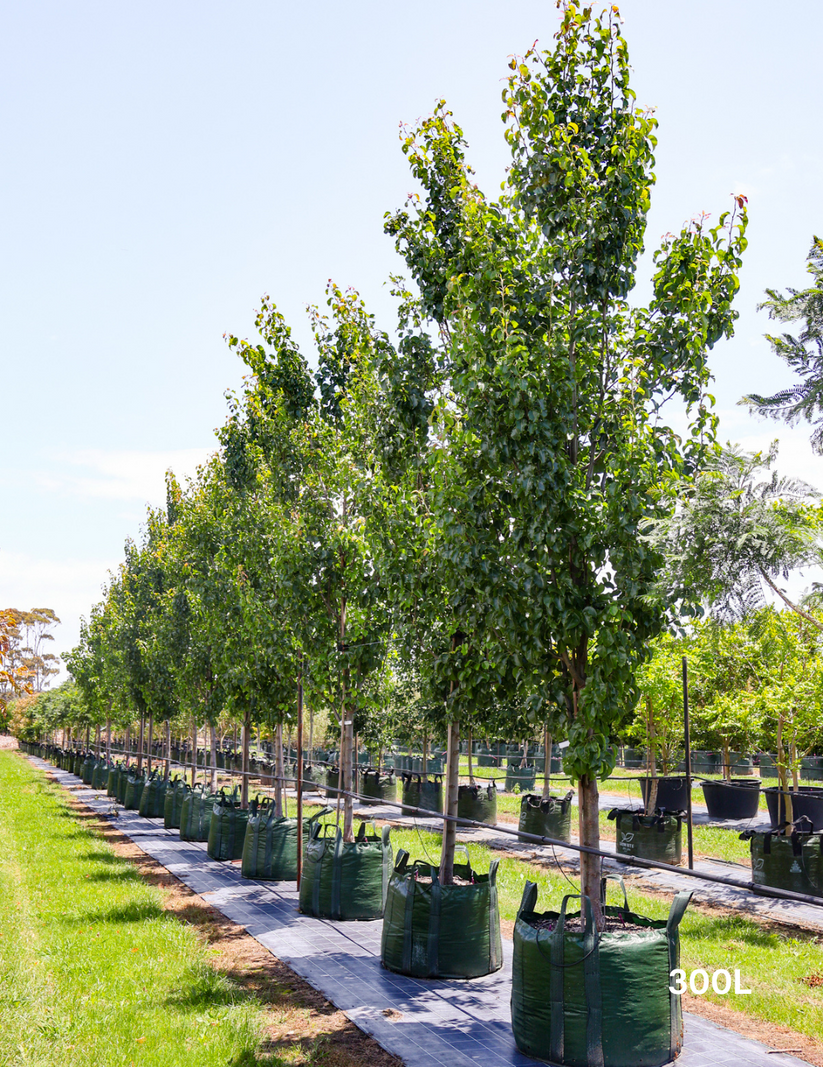 Ornamental Pear - Pyrus calleryana 'Cleveland Select' - Evergreen Trees ...
