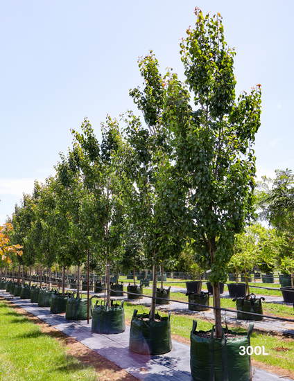 Ornamental Pear - Pyrus calleryana 'Cleveland Select' - Evergreen Trees ...