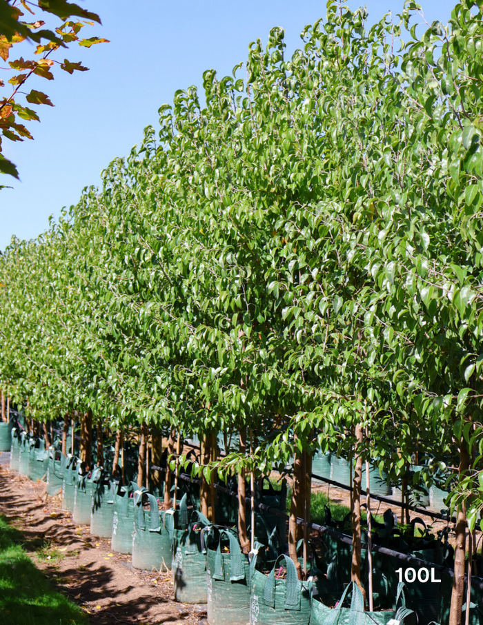 Pyrus nivalis – Snow Pear | Rounded Ornamental Tree for Avenues & Gardens