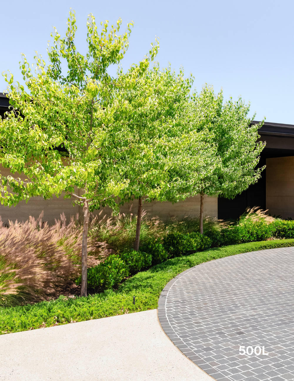 Pyrus nivalis – Snow Pear | Rounded Ornamental Tree for Avenues & Gardens