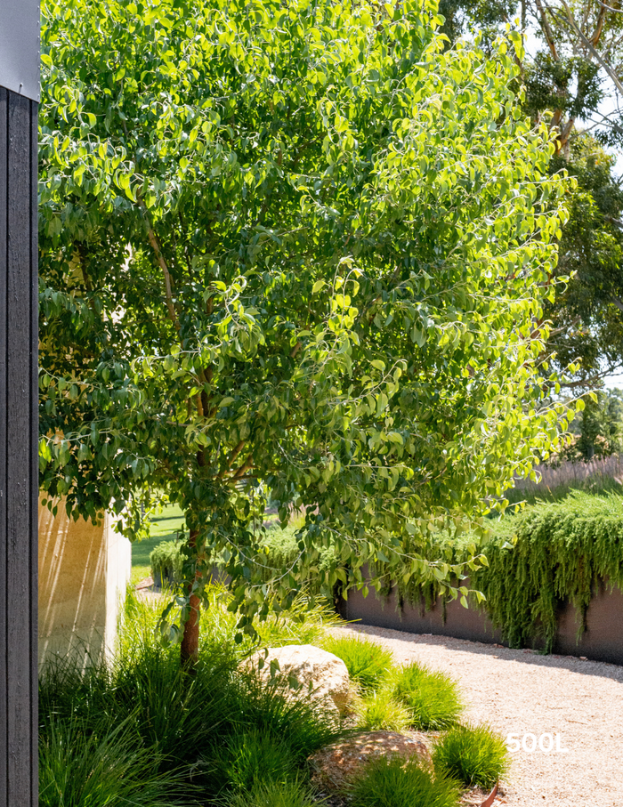 Pyrus nivalis – Snow Pear | Rounded Ornamental Tree for Avenues & Gardens