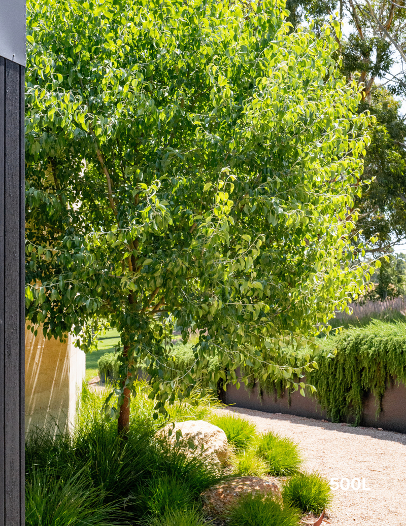 Pyrus nivalis – Snow Pear | Rounded Ornamental Tree for Avenues & Gardens