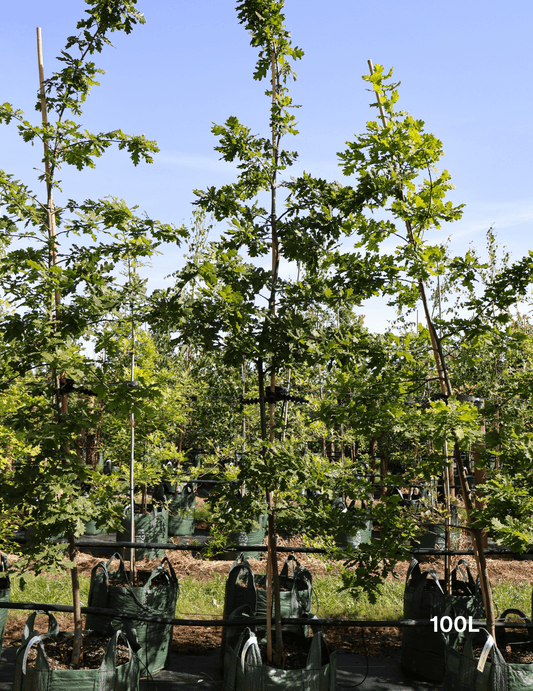 Oak Trees - Evergreen Trees Direct