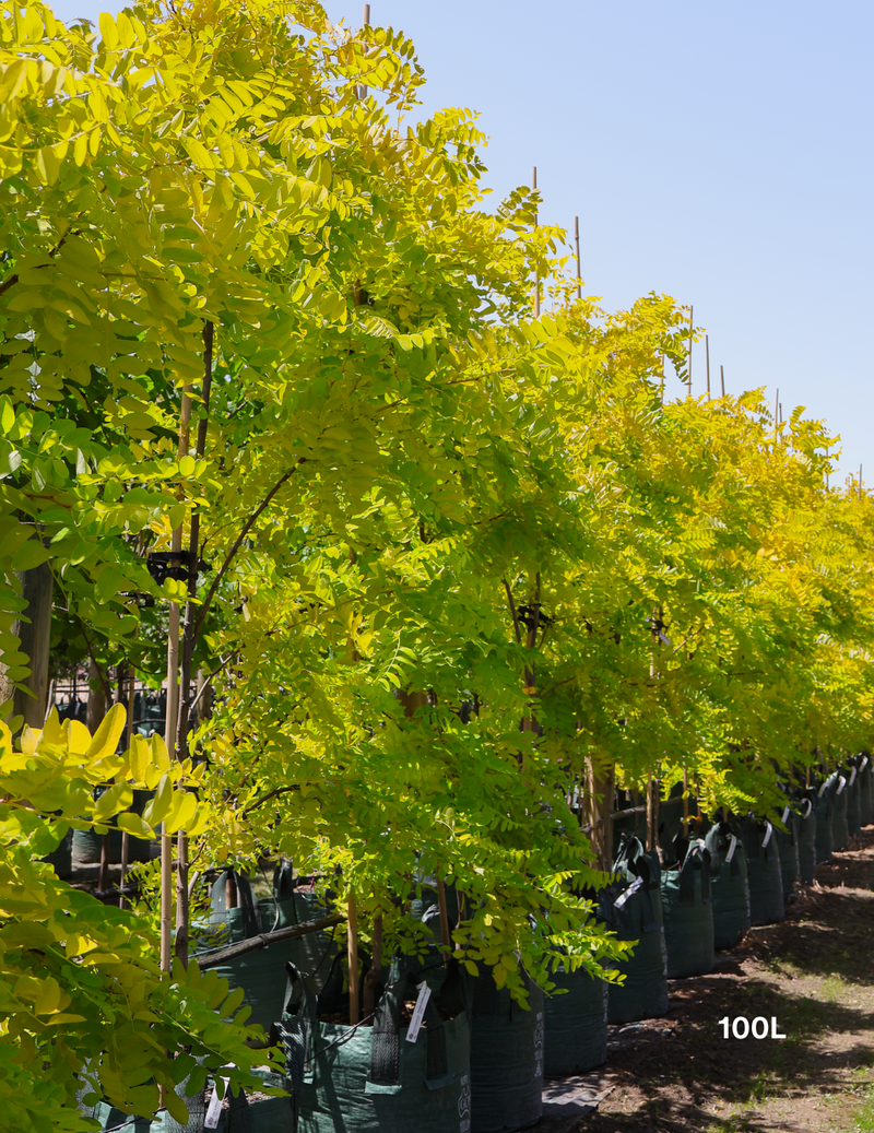 Robinia pseudoacacia ‘Frisia’ | Golden Robinia Tree | Fast-Growing ...