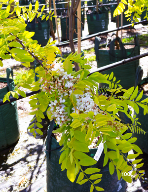 Robinia pseudoacacia ‘Frisia’ | Golden Robinia Tree | Fast-Growing ...