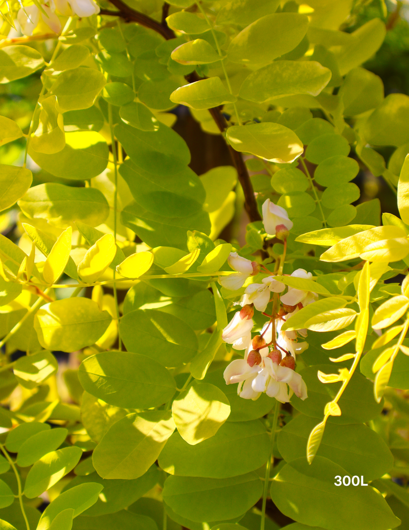 Robinia pseudoacacia ‘Frisia’ | Golden Robinia Tree | Fast-Growing ...