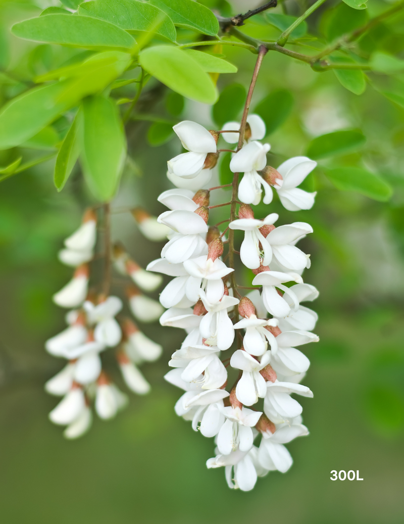 Robinia pseudoacacia ‘Frisia’ | Golden Robinia Tree | Fast-Growing ...