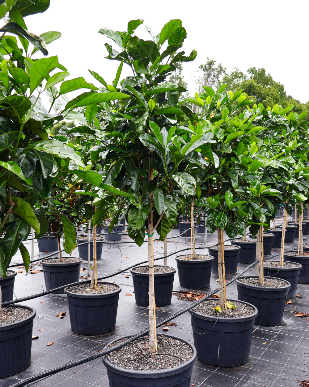 Randia fitzalanii – Native Gardenia | Fragrant Evergreen - Evergreen ...