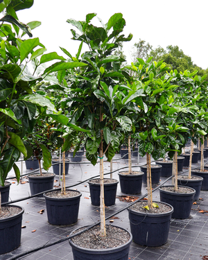 Randia fitzalanii – Native Gardenia | Fragrant Evergreen