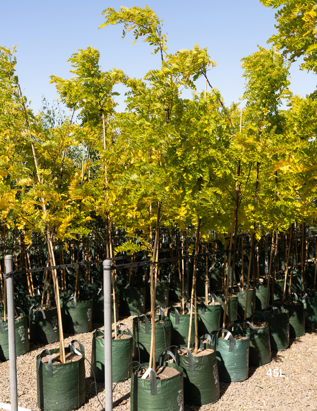 Robinia pseudoacacia ‘Frisia’ | Golden Robinia Tree | Fast-Growing ...
