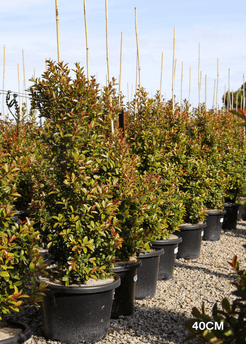 Syzygium australe 'Straight & Narrow' - Lilly Pilly - Evergreen Trees ...