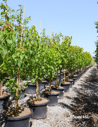 Chinese Tallow Tree | Sapium sebiferum for Autumn Colour - Evergreen ...