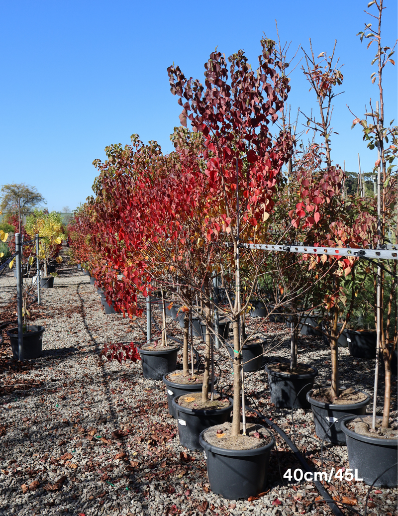 Chinese Tallow Tree | Sapium sebiferum for Autumn Colour