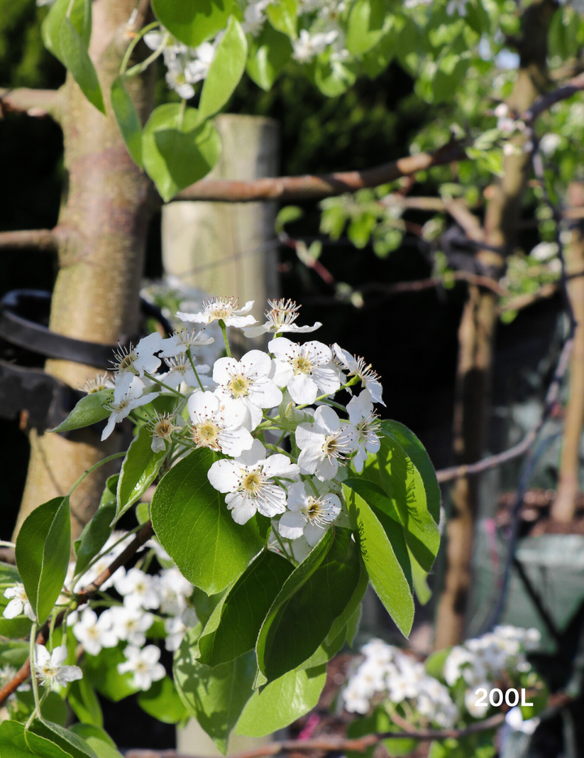 Pyrus Betulaefolia 'Southworth Dancer' - Pear Tree - Evergreen Trees Direct