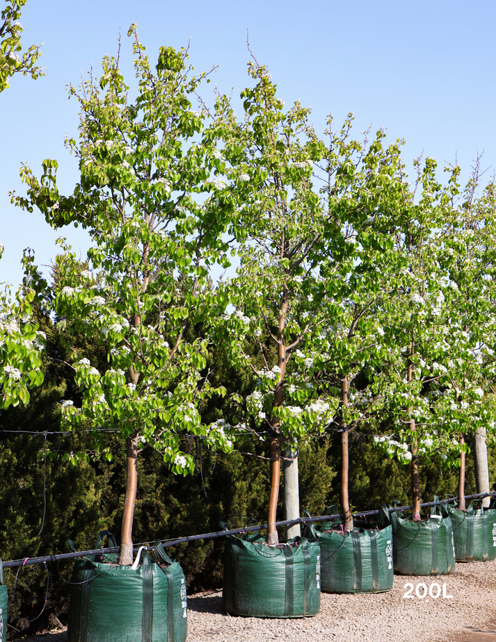 Pyrus Betulaefolia 'Southworth Dancer' - Pear Tree - Evergreen Trees Direct