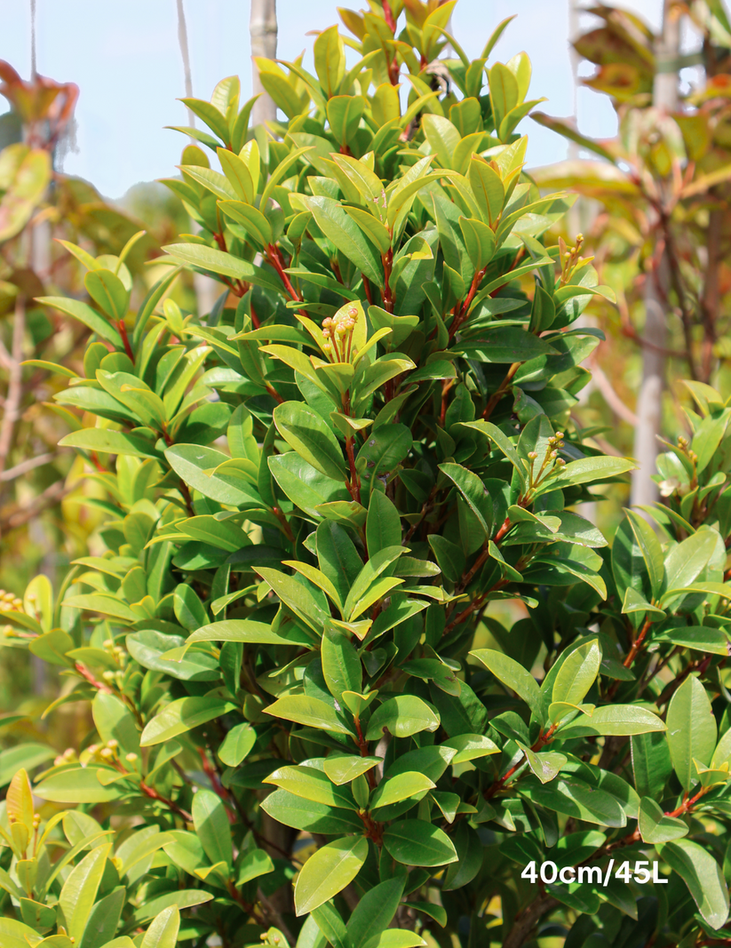Syzygium australe 'Straight & Narrow' - Lilly Pilly - Evergreen Trees ...