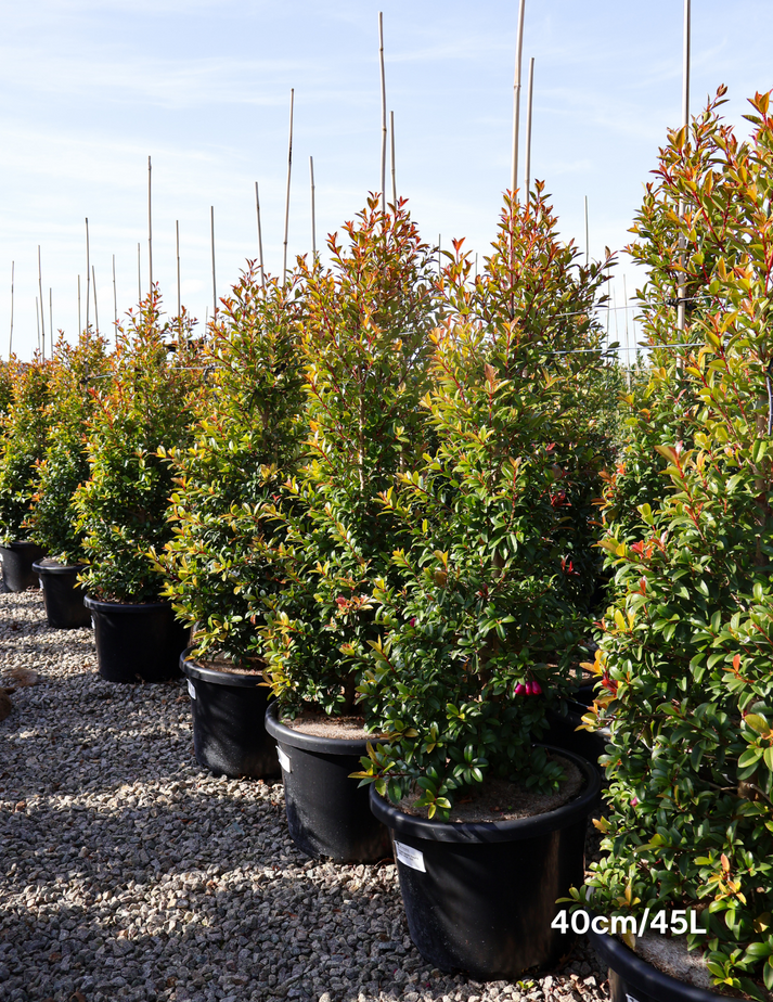 Syzygium australe 'Straight & Narrow' - Lilly Pilly - Evergreen Trees ...