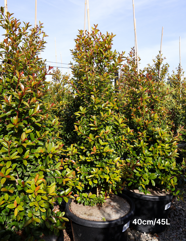Syzygium australe 'Straight & Narrow' - Lilly Pilly - Evergreen Trees ...