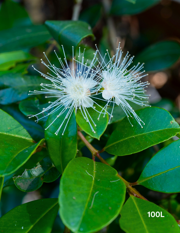 Syzygium australe – Brush Cherry Tree for Hedging & Screens