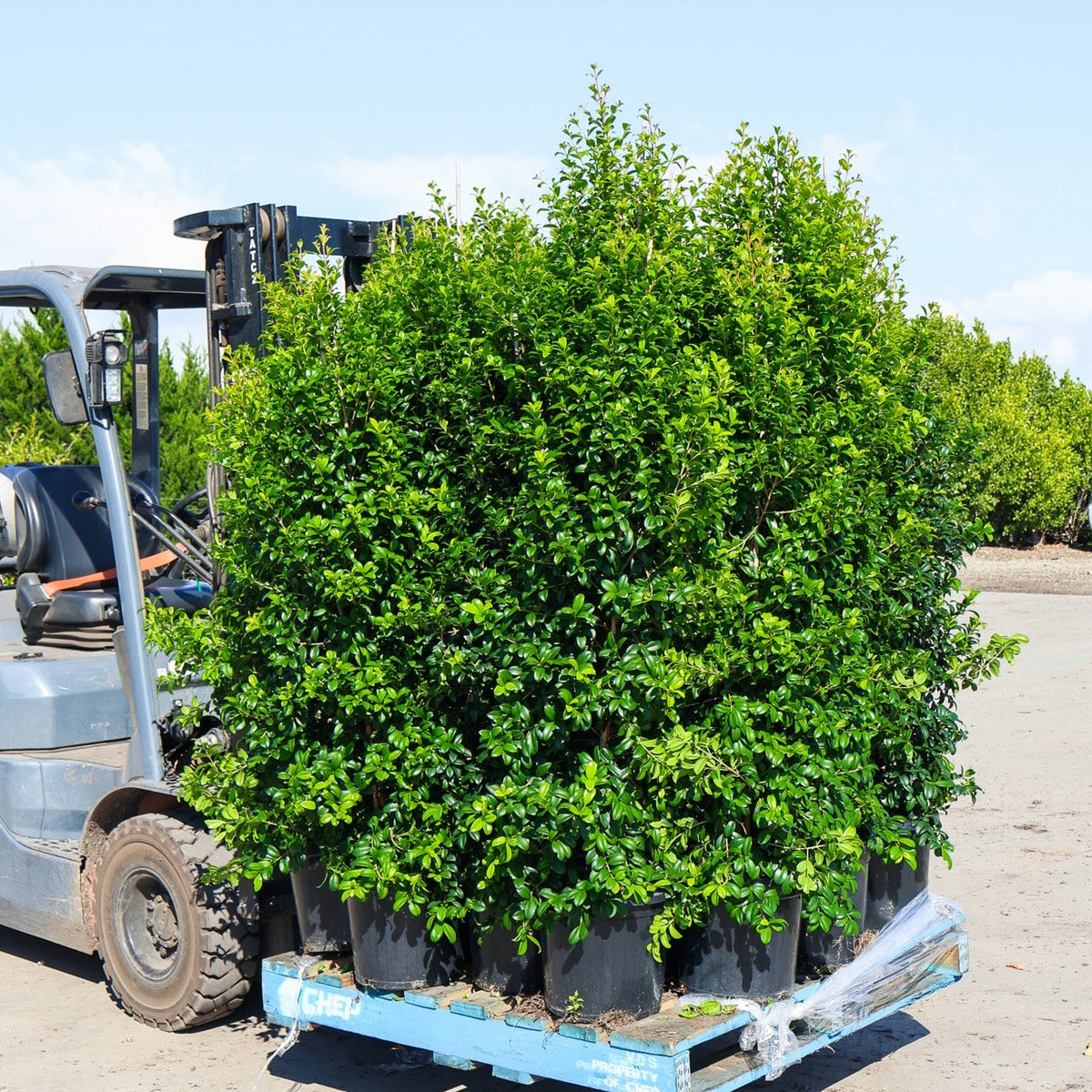Australian Native Trees for Sale - Evergreen Trees Direct