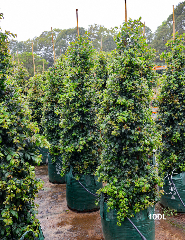 Lilly Pillies Trees for Sale - Evergreen Trees Direct