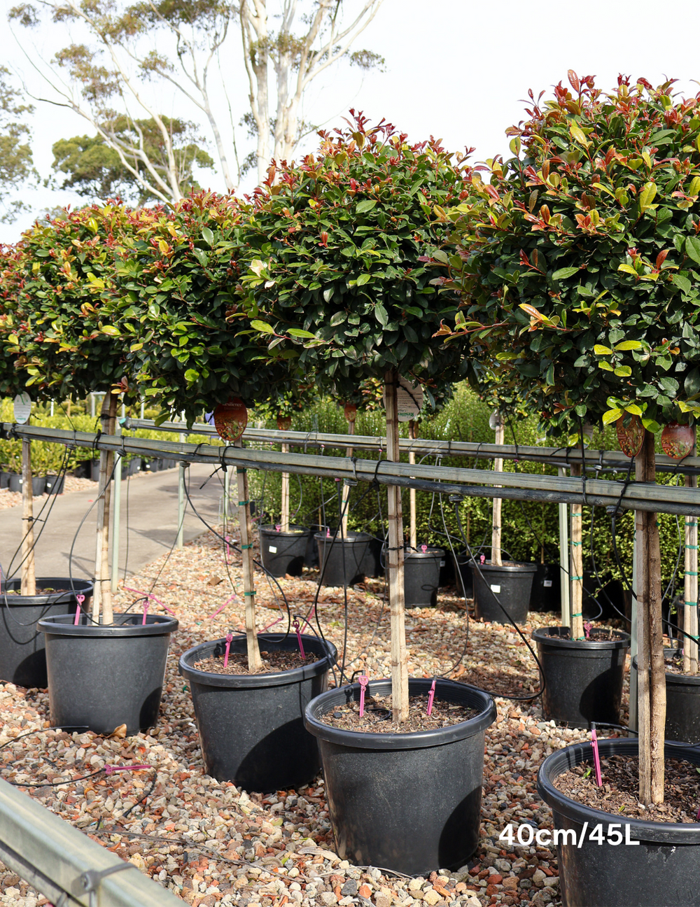 Syzygium ‘Resilience’ Standard – Lilly Pilly Topiary Tree