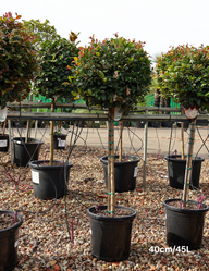 Syzygium ‘Resilience’ Standard – Lilly Pilly Topiary Tree
